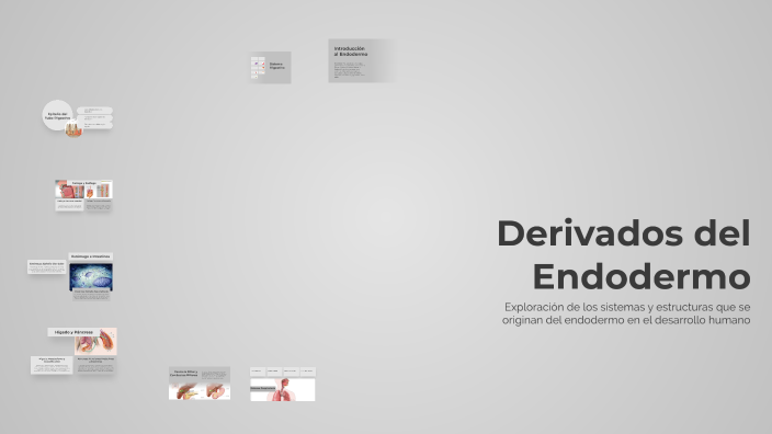 Derivados del Endodermo by Amairani Palacios on Prezi