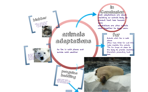 animals adaptations to live in very cold places by alex dalton on Prezi
