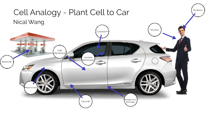 Cell Analogy - Car by I have Ligma and I watch Ninja on Prezi