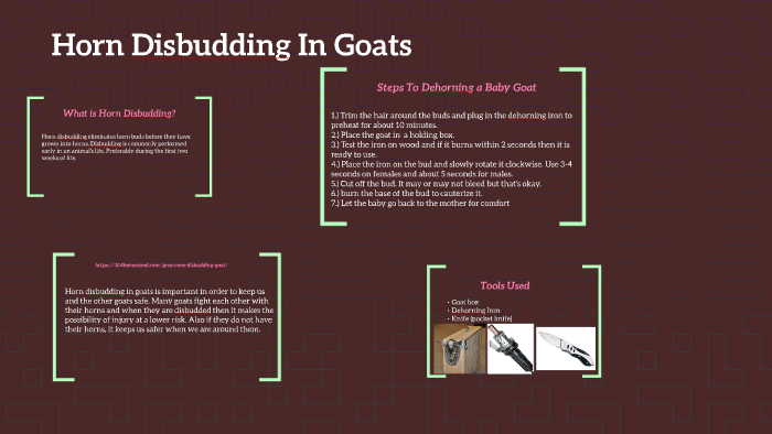 Horn Disbudding In Goats by Lydia Hill on Prezi