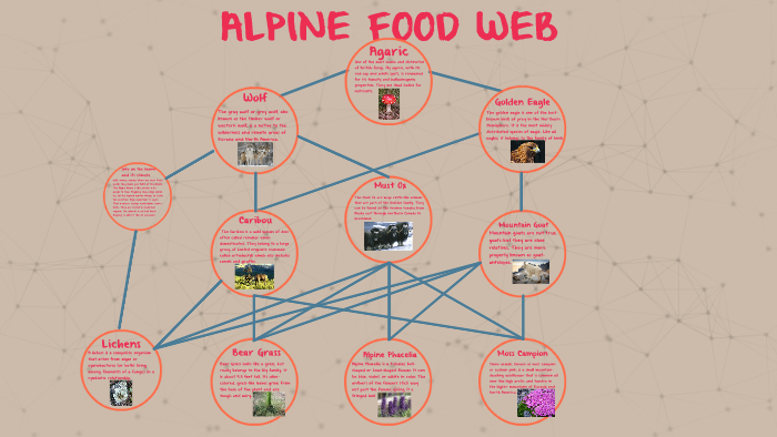 ALPINE FOOD WEB by Cian Douglas on Prezi