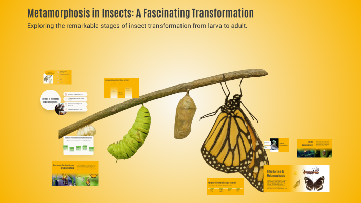 Metamorphosis in Insects: A Fascinating Transformation by naji Nasrin ...