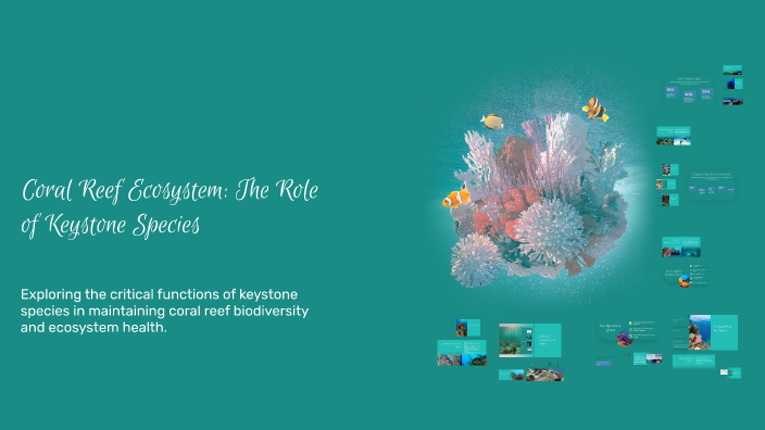 Coral Reef Ecosystem: The Role of Keystone Species by Jordan Foster on ...