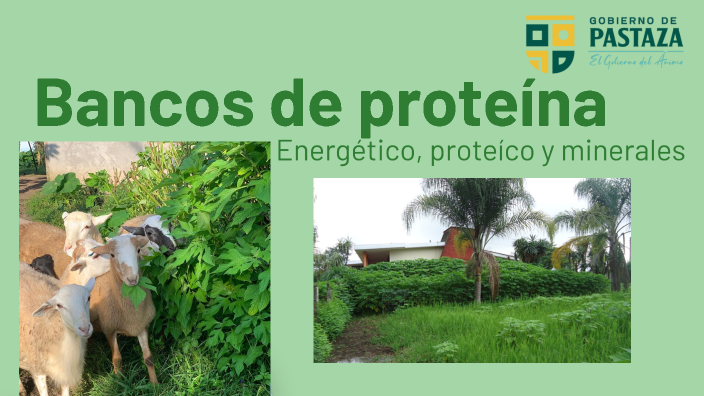 Plantas by Sharon Jaramillo on Prezi