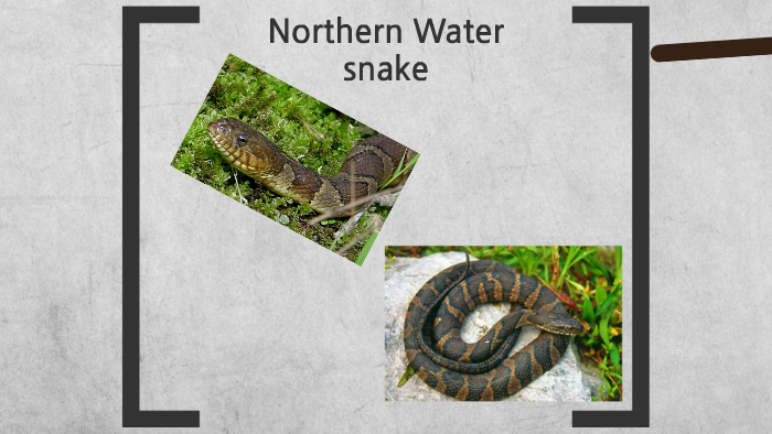 Northern Water snake by Amador Montalvo on Prezi