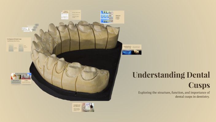 Understanding Dental Cusps by Nouur Med on Prezi