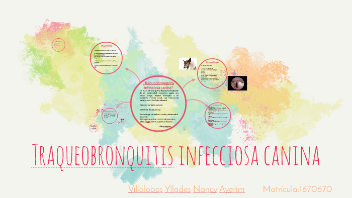 Traqueobronquitis infecciosa canina by Nancy Ayerim Villalobos Yllades ...