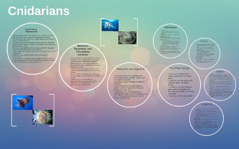 Cnidarians by Lydia Wagoner on Prezi