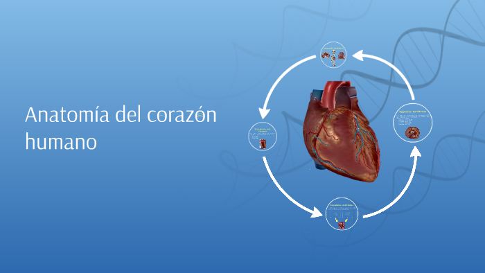 Anatomia del corazón humano by Luciano Vincenzzo Riso Fresno on Prezi