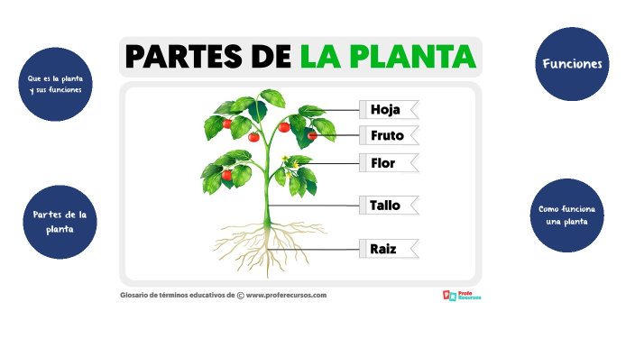 Partes de la planta by franyelis mendoza palmera on Prezi