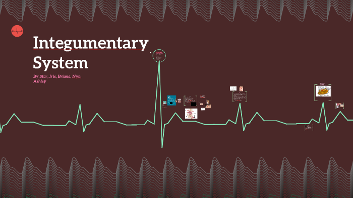Integumentary System by Iris lin on Prezi