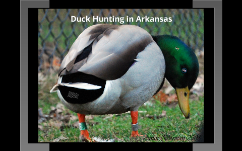 Duck Hunting Informative Speech by Alex Feather on Prezi