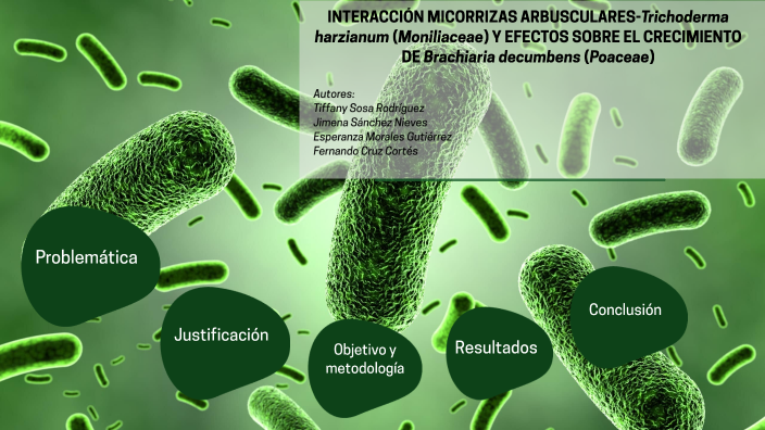 INTERACCIÓN MICORRIZAS ARBUSCULARES-Trichoderma harzianum (Moniliaceae ...