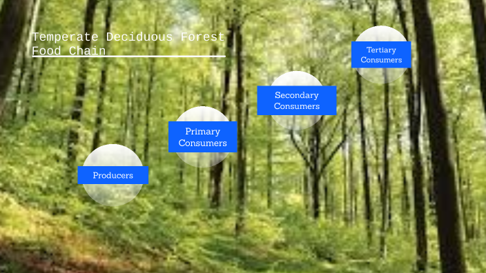 Food Chain of a Temperate Deciduous Forest by Samantha Adrianza on Prezi