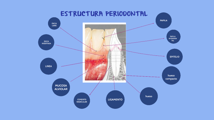 ESTRUCTURA PERIODONTAL by paula guerrero on Prezi