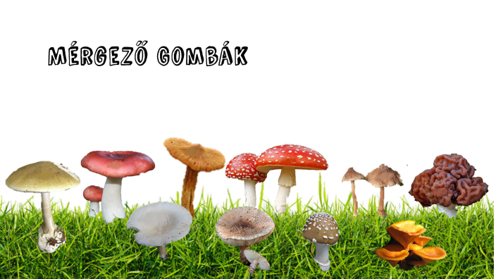 Mérgező gombák by Roland Pinke on Prezi