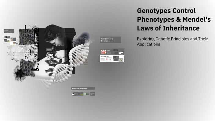 Genotypes Control Phenotypes & Mendel's Laws of Inheritance by Jm Alog ...