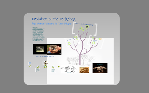 Evolution of the Hedgehog by Sruthi Valluru on Prezi