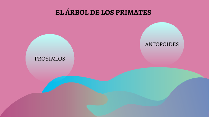 El árbol de los primates by Denisse Seggiaro on Prezi
