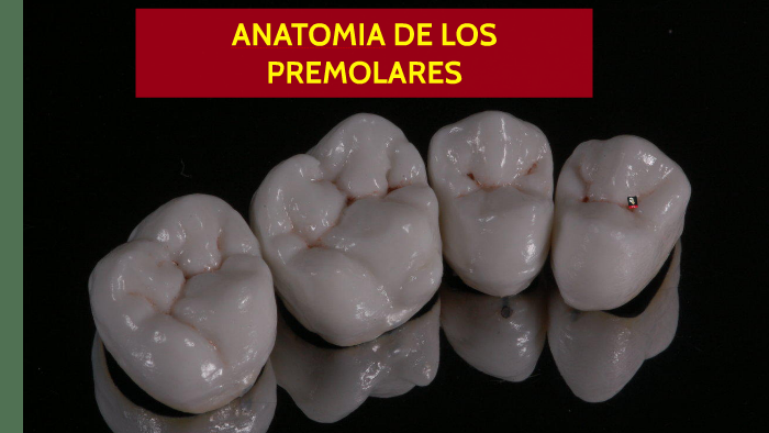 ANATOMIA DE LOS PREMOLARES Y MOLARES by rosario castillo contreras on Prezi