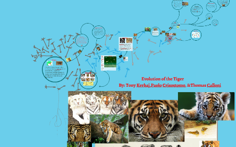 Evolution of the Tiger by Tony Kerbaj on Prezi