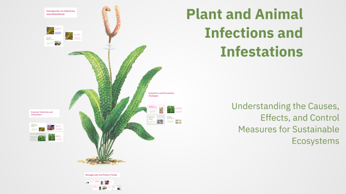 Plant and Animal Infections and Infestations by Taylor Smith on Prezi
