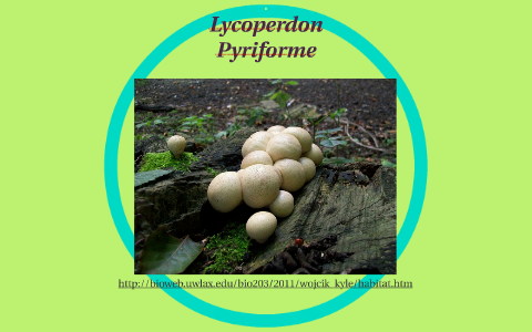 Lycoperdon Pyriforme: The pear Shaped Wolf-fart Puffball by Monica ...