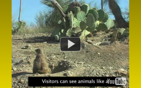 Dig Wait Listen by Laura Manning on Prezi