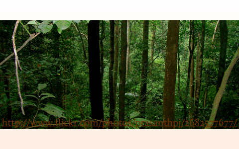 Tropical Evergreen Forest Biome by Joshua Munoz on Prezi