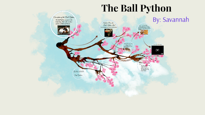 The Ball Python by Kevin Brown on Prezi