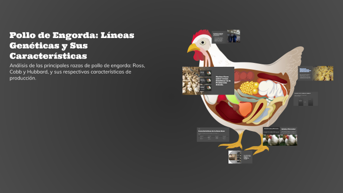 Pollo de Engorda: Líneas Genéticas y Sus Características by carlos ...