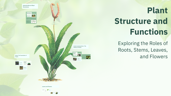 Plant Structure and Functions by Orlando Arauz on Prezi