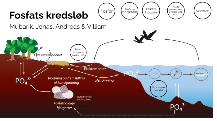 Fosfats kredsløb by Villiam Nielsen on Prezi