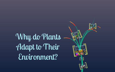 Why do Plants Adapt to Their Environments? by Flor Martinez on Prezi
