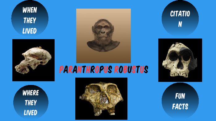 Paranthropus robustus by Shareef Childs on Prezi