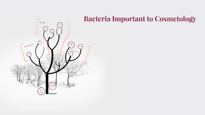 Bacteria Important to Cosmetology by Taylor Dockins on Prezi