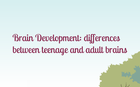 Brain Development by Ashley Gambrill