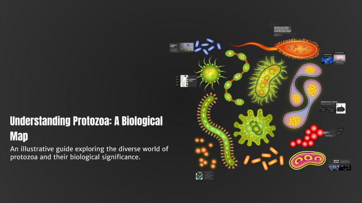 Understanding Protozoa: A Biological Map by ari on Prezi
