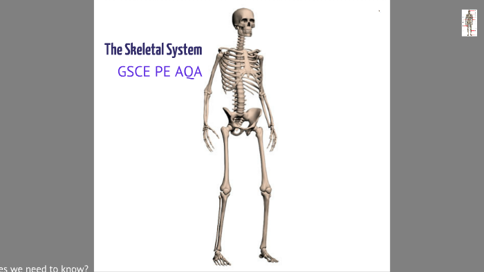 The Skeletal System AQA GCSE PE by Olie Wright on Prezi