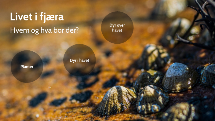 Livet i fjæra by Benedicte Haugaløkken on Prezi