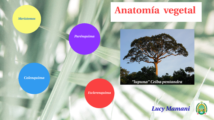 Anatomía vegetal by Lucy Arcelia Mamani Puma on Prezi