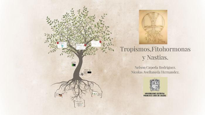 Tropismos,Fitohormonas y Nastias by gina avellaneda on Prezi