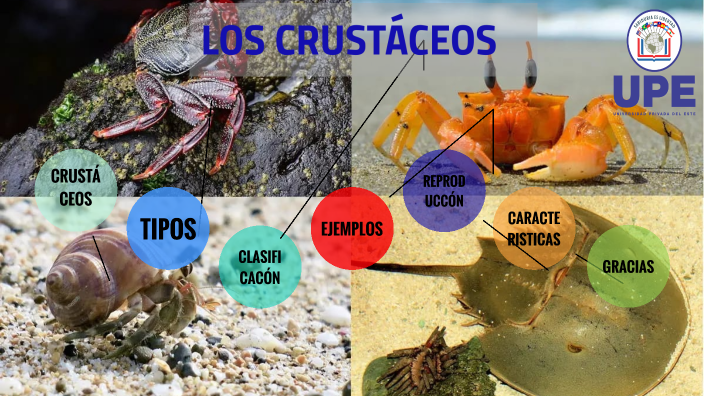 Los Crustaceos by Eurosur Santa Rita on Prezi
