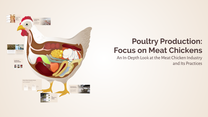 Poultry Production: Focus on Meat Chickens by A Z on Prezi