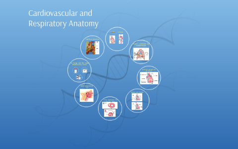 Cardiovascular and Respiratory Anatomy by on Prezi