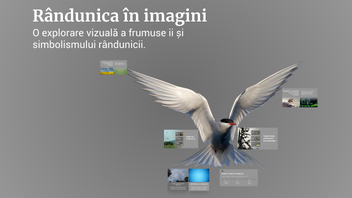 Rândunica în imagini by Laura Neacsu on Prezi