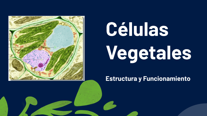 Celulas Vegetales by Carlos Diaz Guante on Prezi