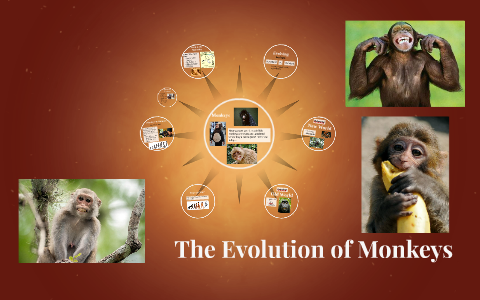The Evolution of Monkeys by Carley Phillips on Prezi