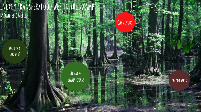 Energy transfer in Swamp Ecosystem by Daniel O'Neill on Prezi