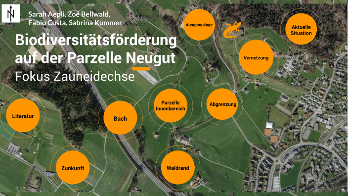 Zauneidechse by Sabrina Kummer on Prezi